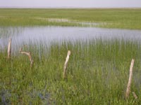 Bosques y Marismas de Doñana (medio día) | Rutas de Senderismo